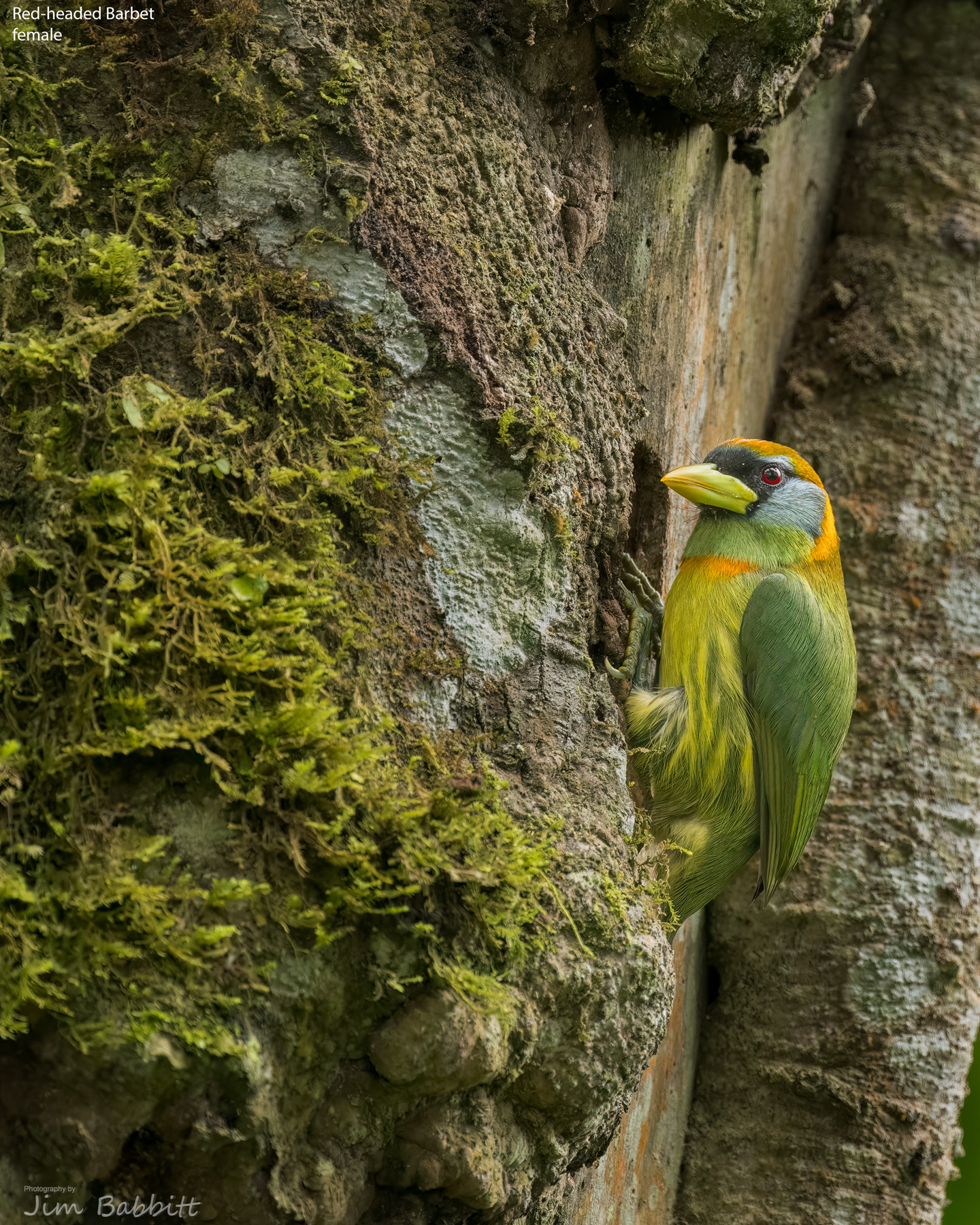 Homemaker | Great Bird Pics