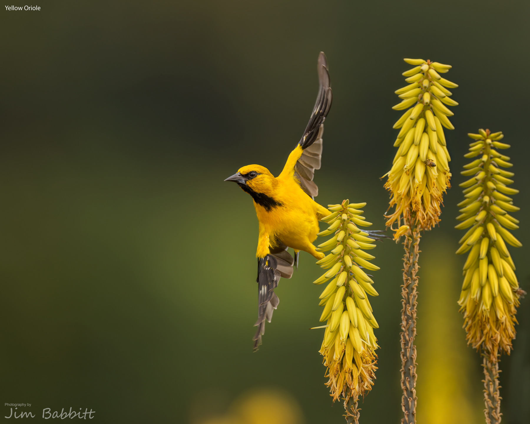 Take Off! | Great Bird Pics