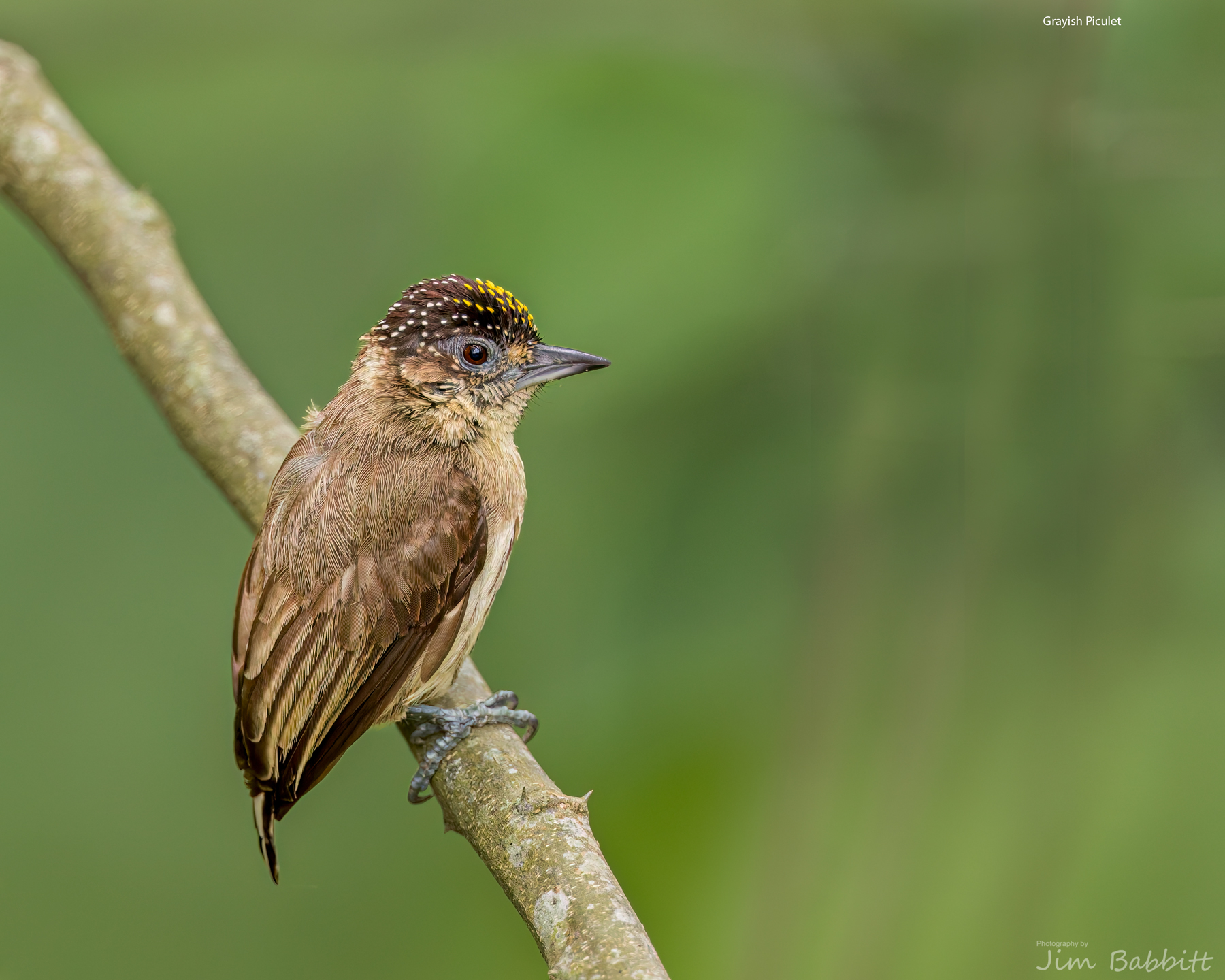 Diminutive woodpecker | Great Bird Pics