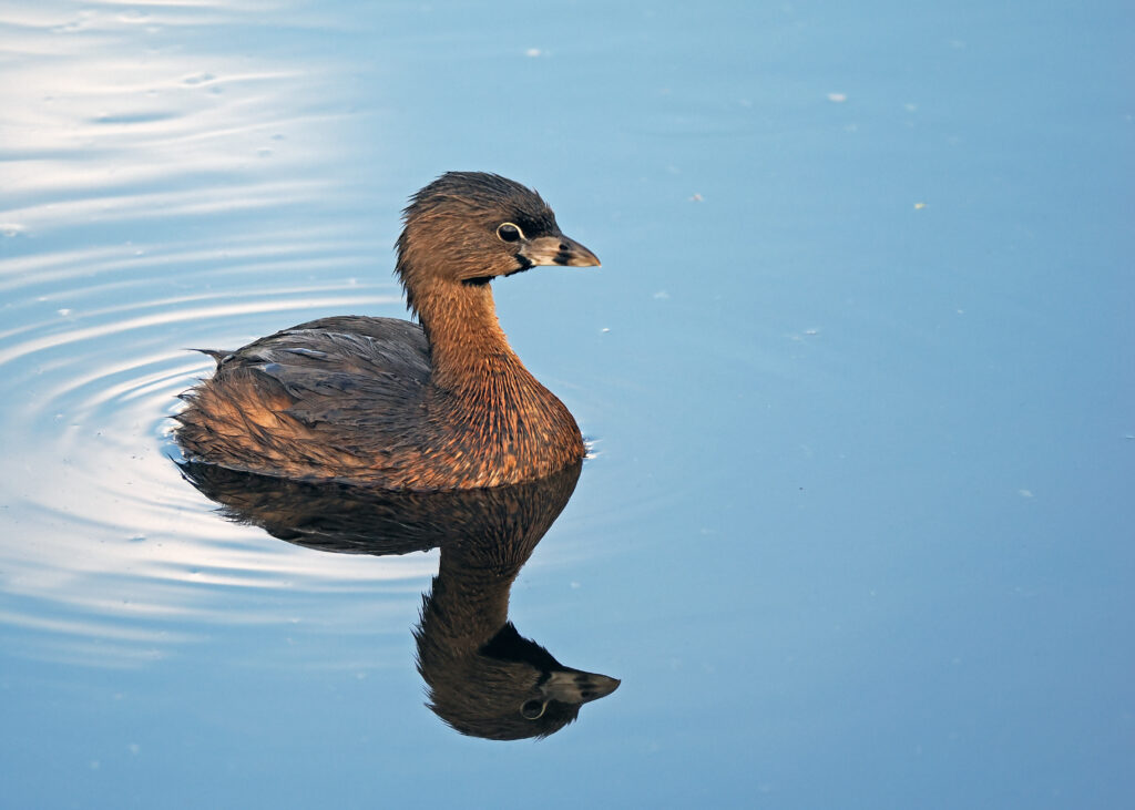Pied-billed Grebe | Great Bird Pics