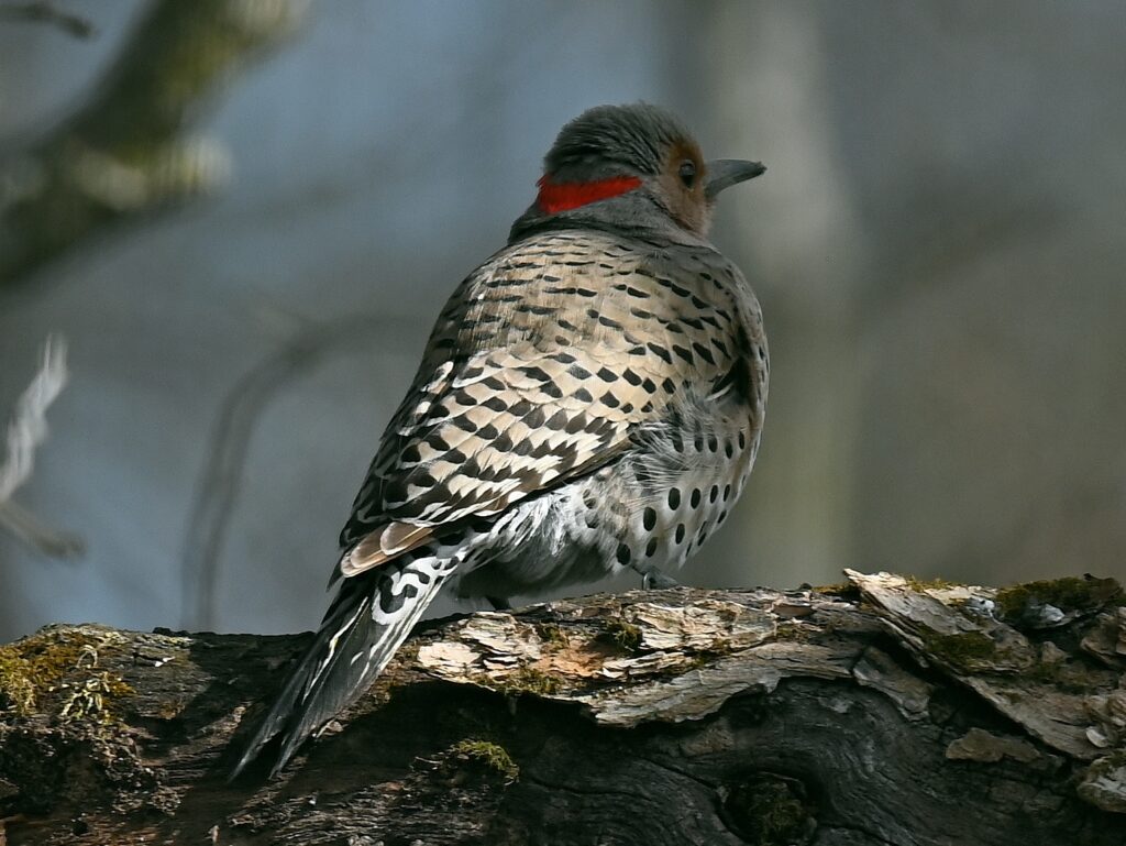 Northern Flicker | Great Bird Pics