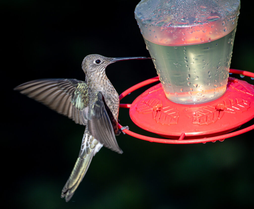 Size of Giant Hummingbird Comparison | Great Bird Pics