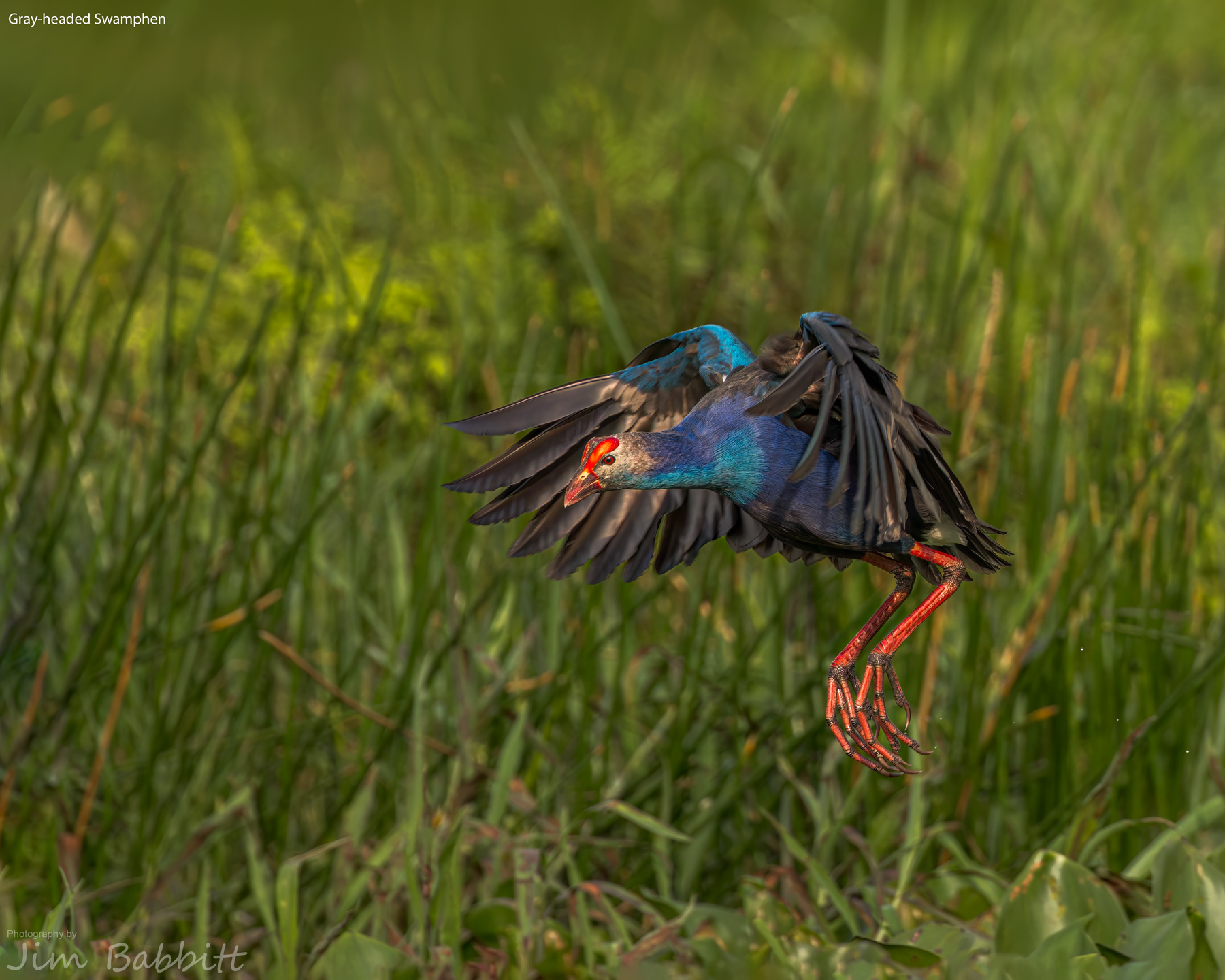 Ugly? | Great Bird Pics