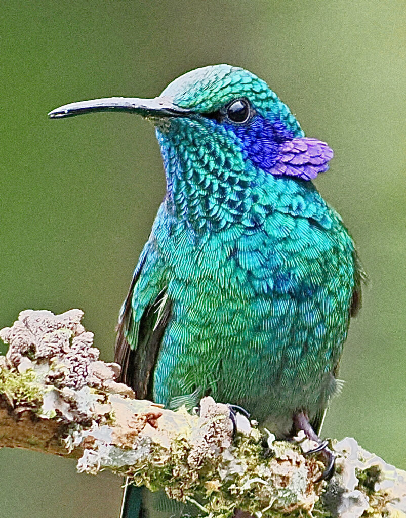 Lesser Violetear | Great Bird Pics