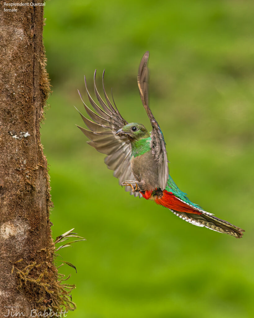 Female Resplendent Quetzal | Great Bird Pics