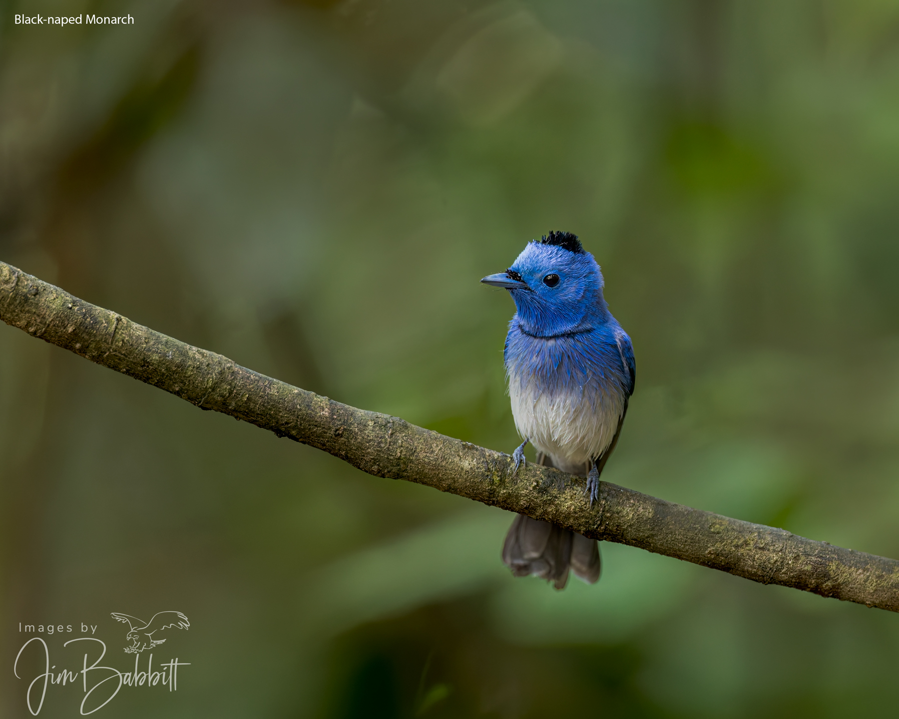 Blue | Great Bird Pics