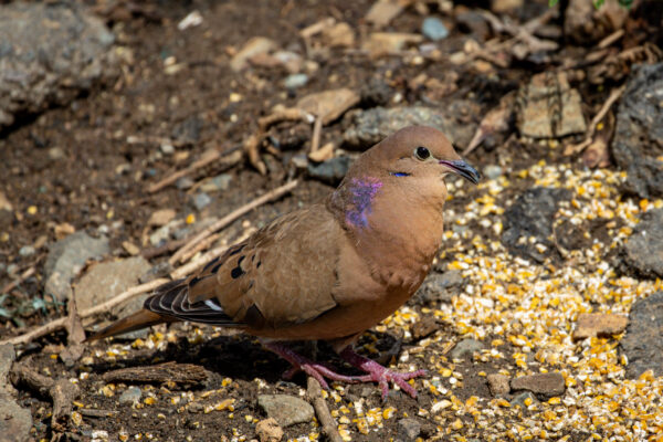Common USVI Dove | Great Bird Pics
