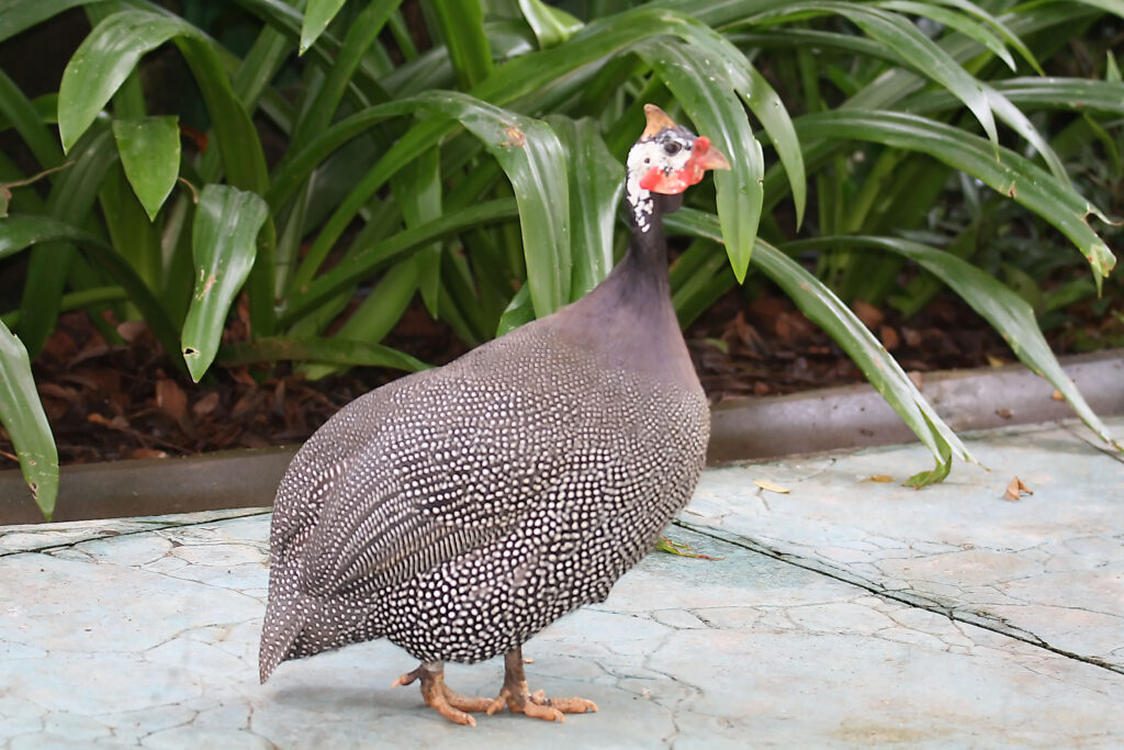 Helmeted Guinea Fowl | Great Bird Pics