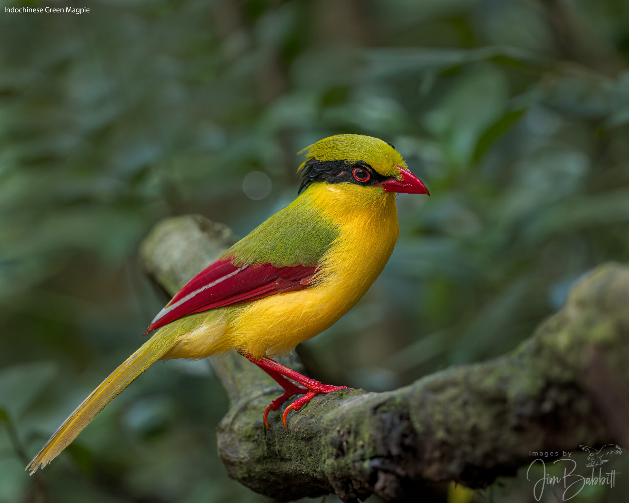 Clear-cut winner | Great Bird Pics