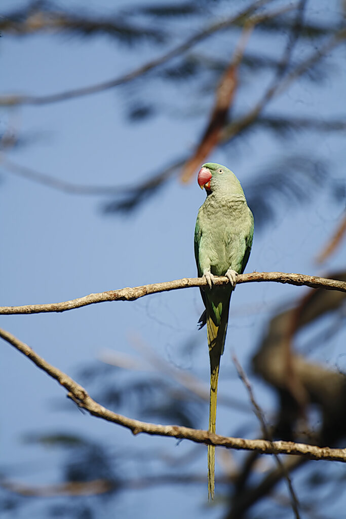 RosemRing Parakeet | Great Bird Pics