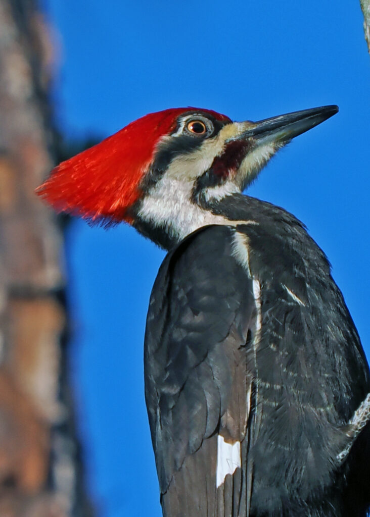 Pileated Woodpecker | Great Bird Pics