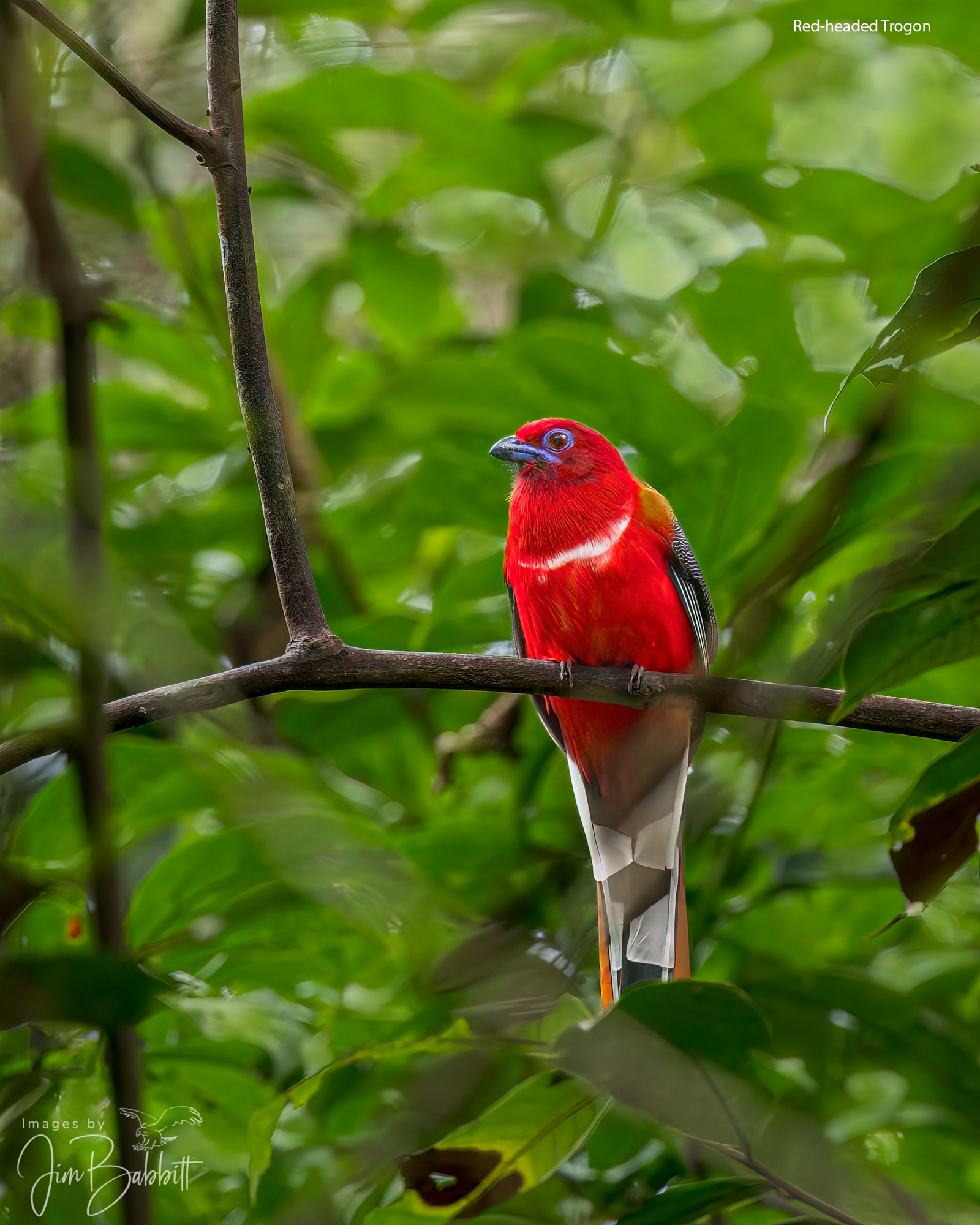 In spite of the circumstances | Great Bird Pics