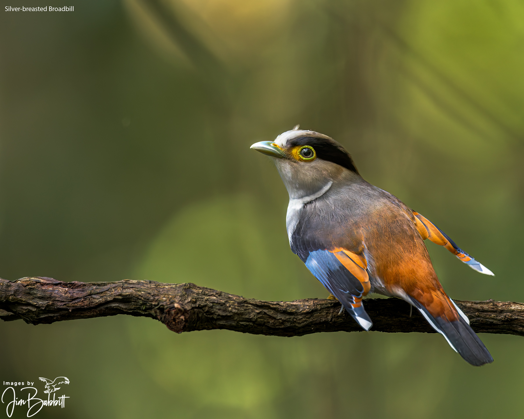 Vietnamese beauty | Great Bird Pics