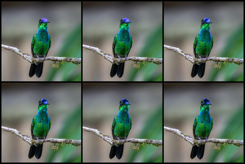 Changing Head Colors | Great Bird Pics