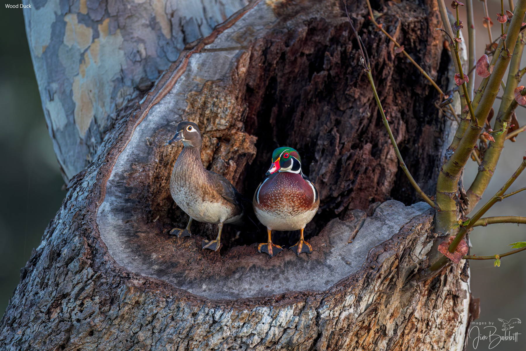 Most photographed Wood Ducks ever? | Great Bird Pics