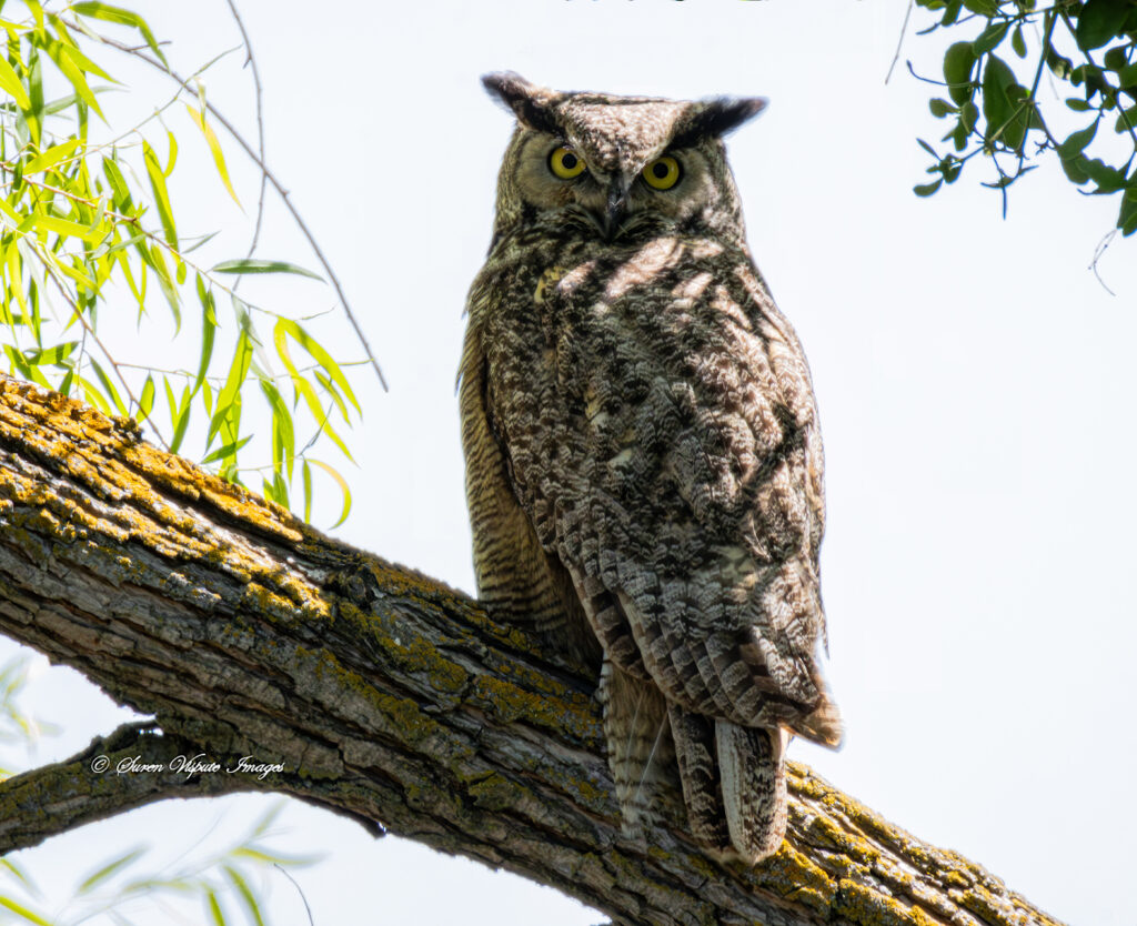 I give a hoot … | Great Bird Pics
