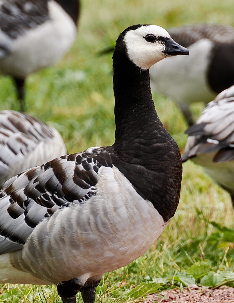 Barnacle Goose | Great Bird Pics