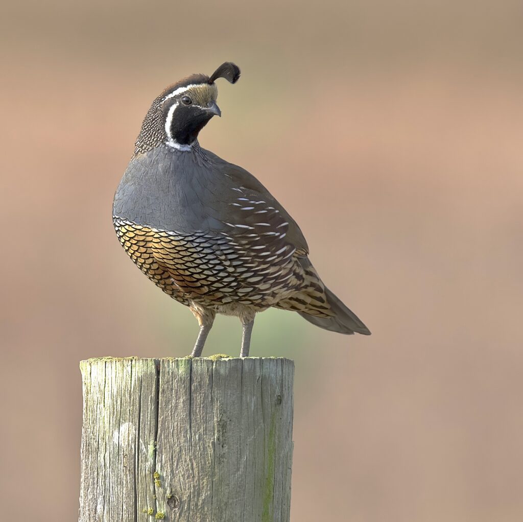 California Quail | Great Bird Pics