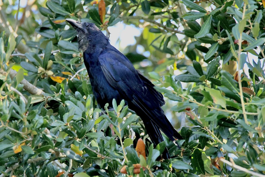 Fish Crow | Great Bird Pics