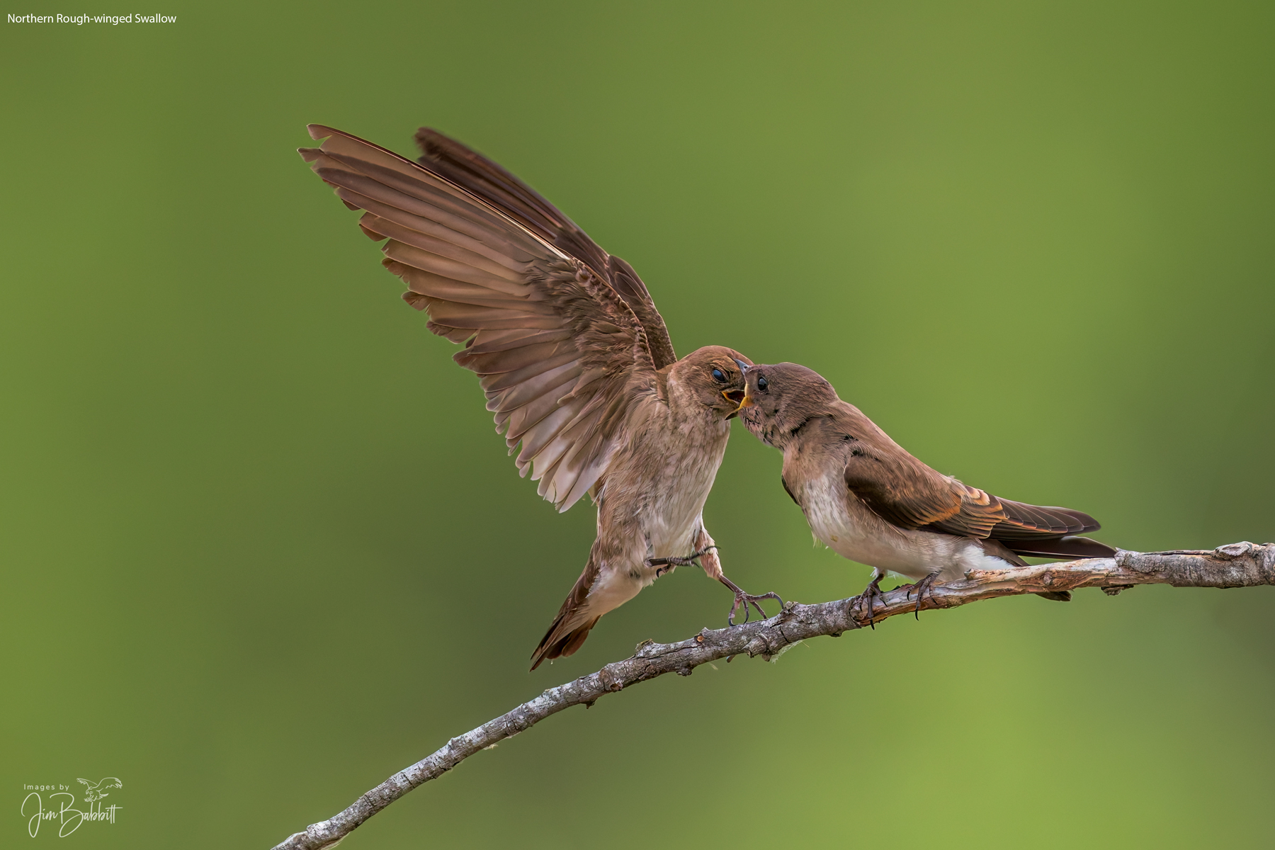 Never too old to be taken care of | Great Bird Pics