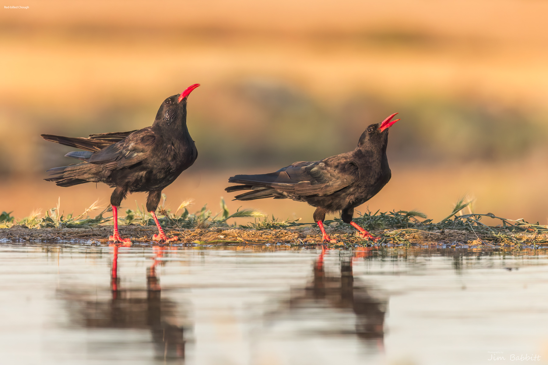 A pleasant surprise | Great Bird Pics