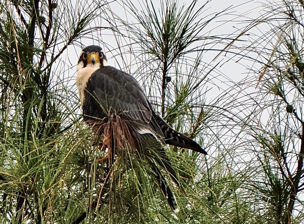 Aplomado Falcon | Great Bird Pics