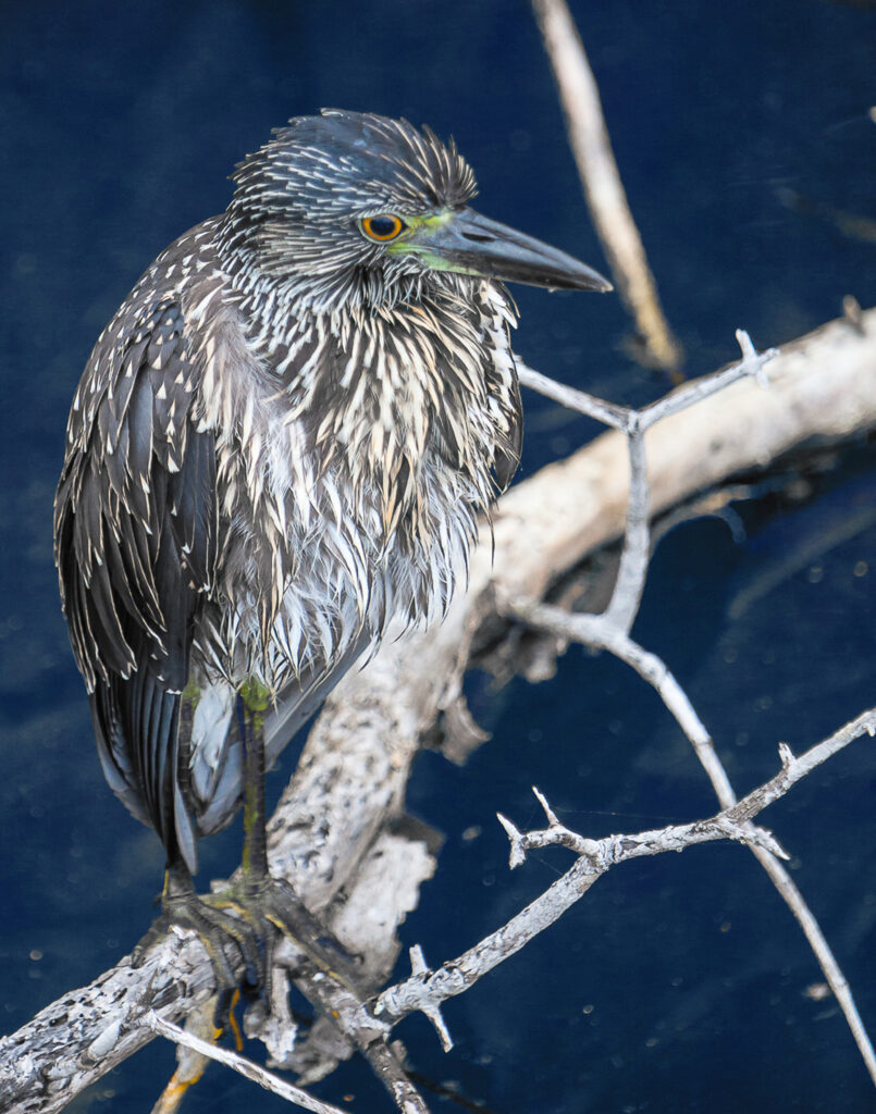Galapagos Yellow Night Crowned Heron | Great Bird Pics