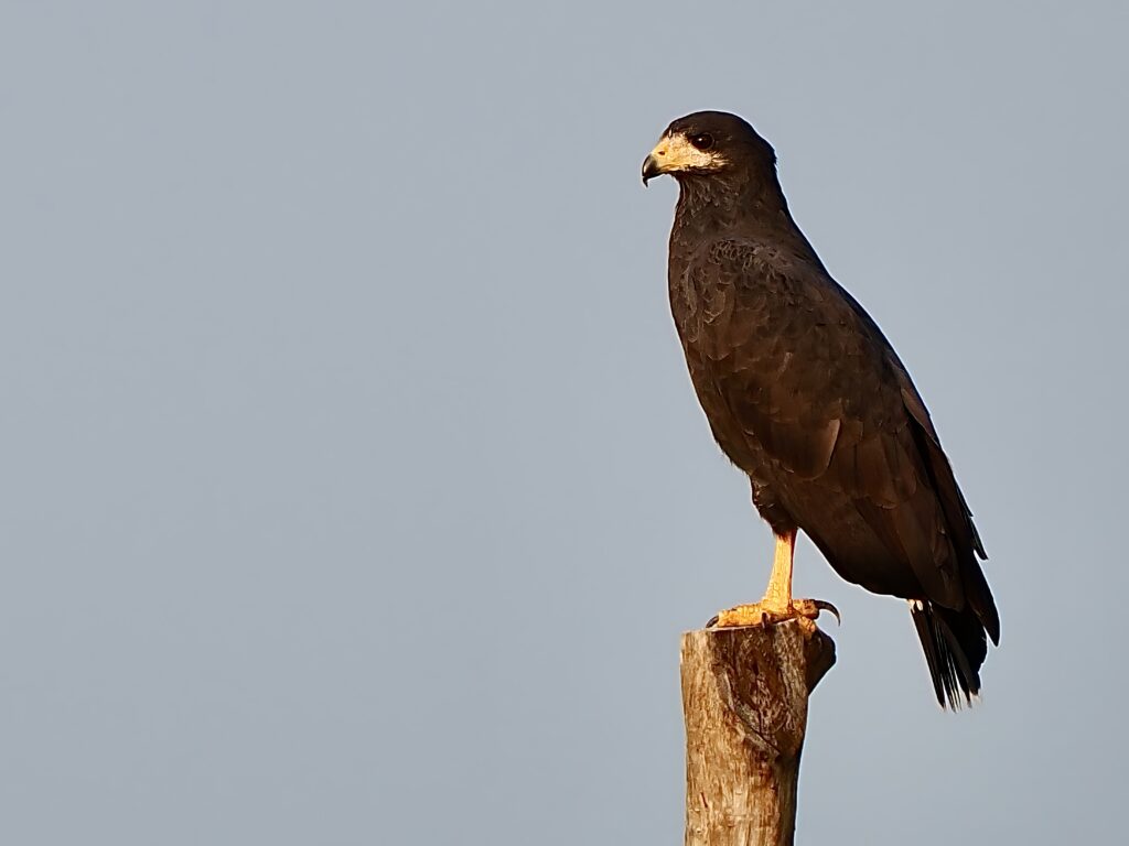 Common Black Hawk | Great Bird Pics