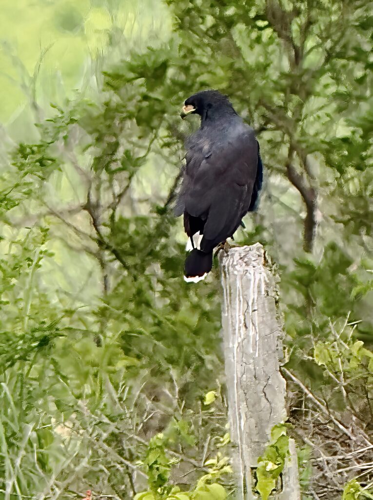 Great Black Hawk | Great Bird Pics