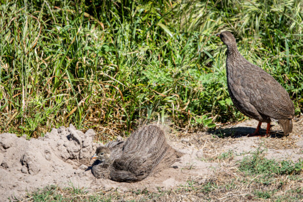 Out Our Window | Great Bird Pics