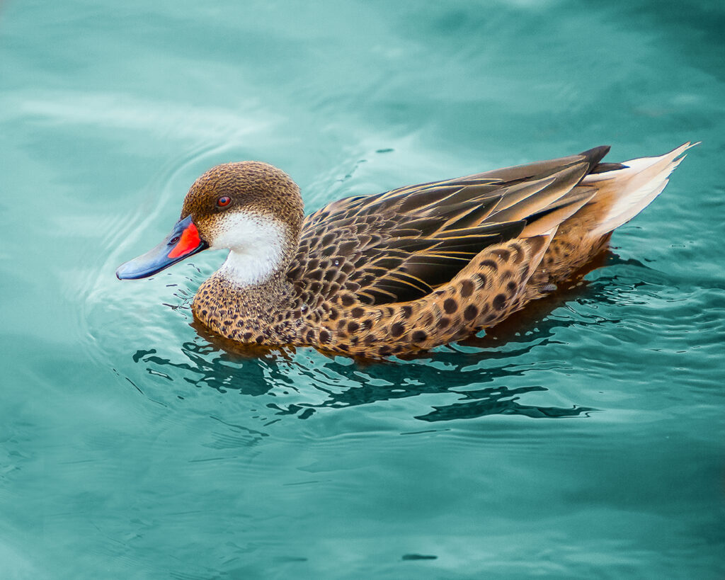 White Cheeked PIntail Galapagos Duck | Great Bird Pics