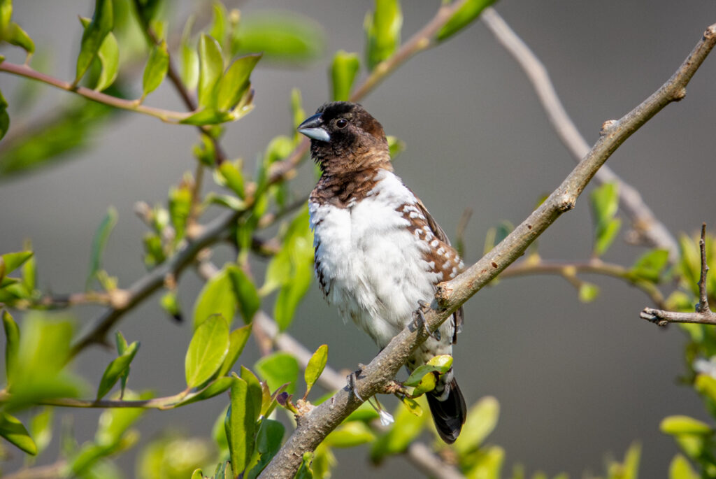 Search For Beautiful Pictures of Birds | Great Bird Pics