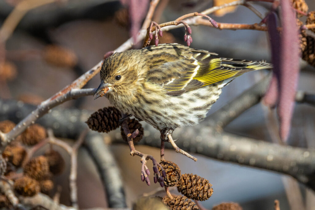 A Couple Siskin Shots | Great Bird Pics