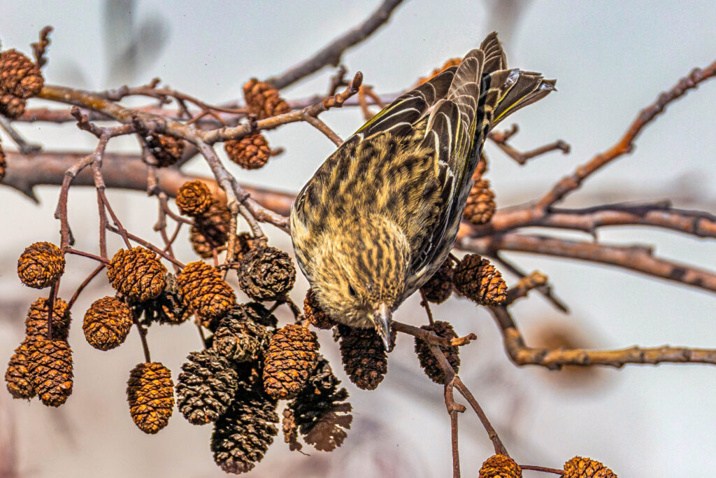 A Couple Siskin Shots | Great Bird Pics
