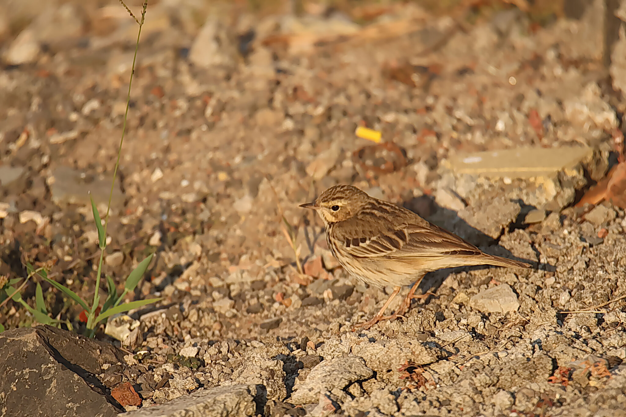 Paddy Field Pipit | Great Bird Pics