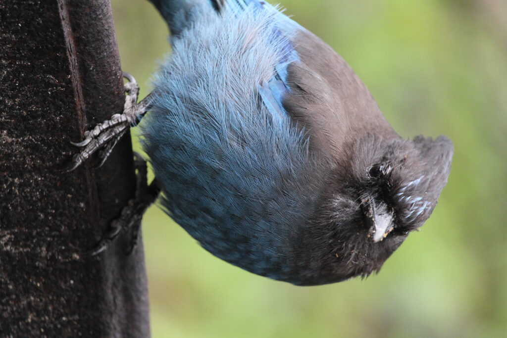 Welcome New Members! | Great Bird Pics
