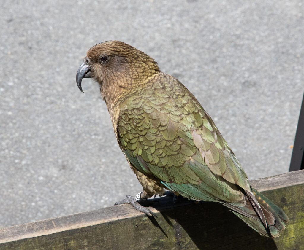 Kea Mountain Parrot | Great Bird Pics