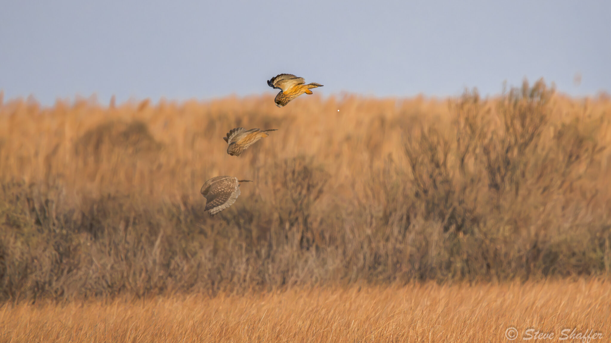 Welcome New Members! | Great Bird Pics