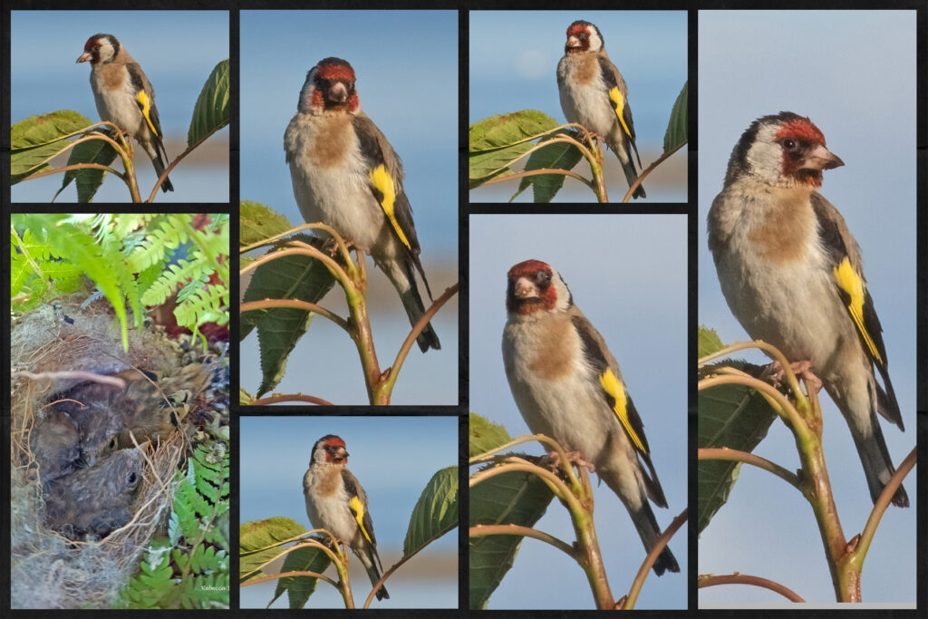 European Goldfinch | Great Bird Pics