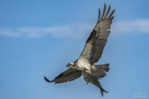 Whopper of a Catch! | Great Bird Pics