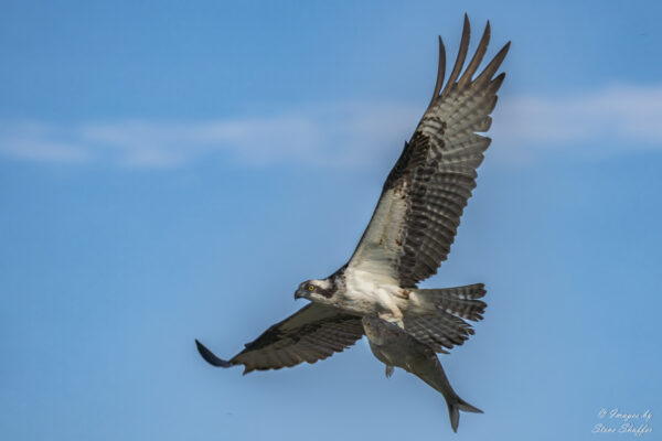 Whopper of a Catch! | Great Bird Pics