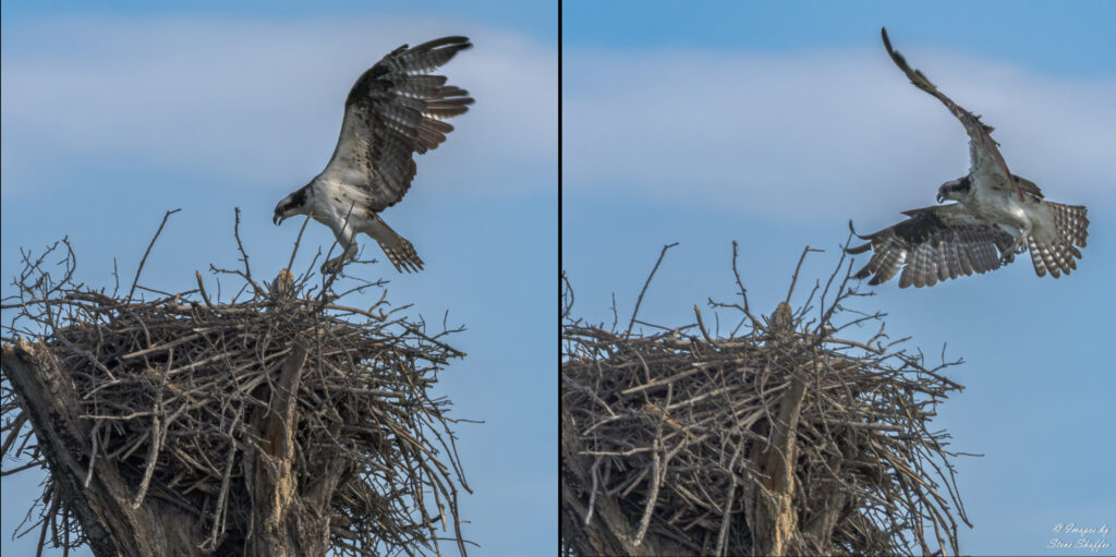 Sticking the Landing! (Jumbo-sized) | Great Bird Pics